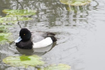 Non-commercial oil in Bergand - GeoExpro