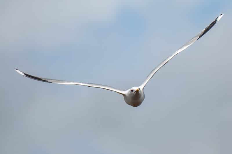 Neptune Energy commences subsea construction on Seagull project - GeoExpro