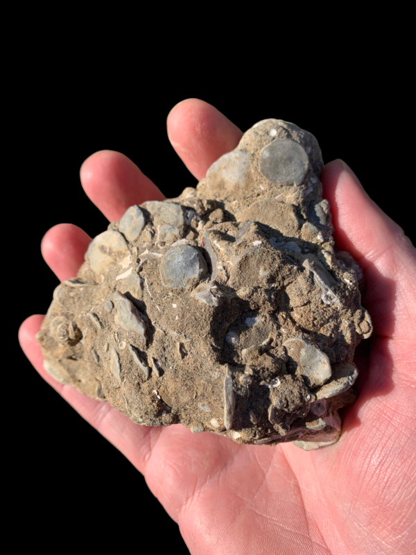 Microfossils and the World of Chalk and Chert - GeoExpro