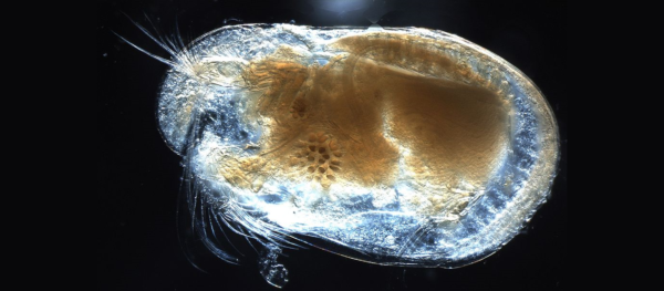 Microfossils and the World of Chalk and Chert - GeoExpro
