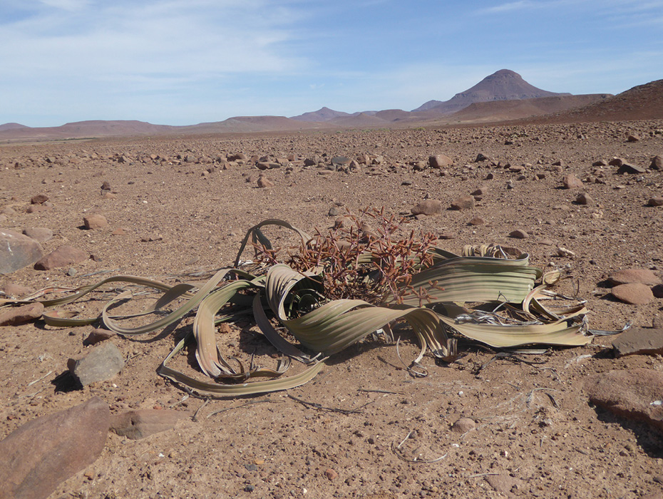 Namibia: Ancient Rocks in the World’s Oldest Desert - GeoExpro